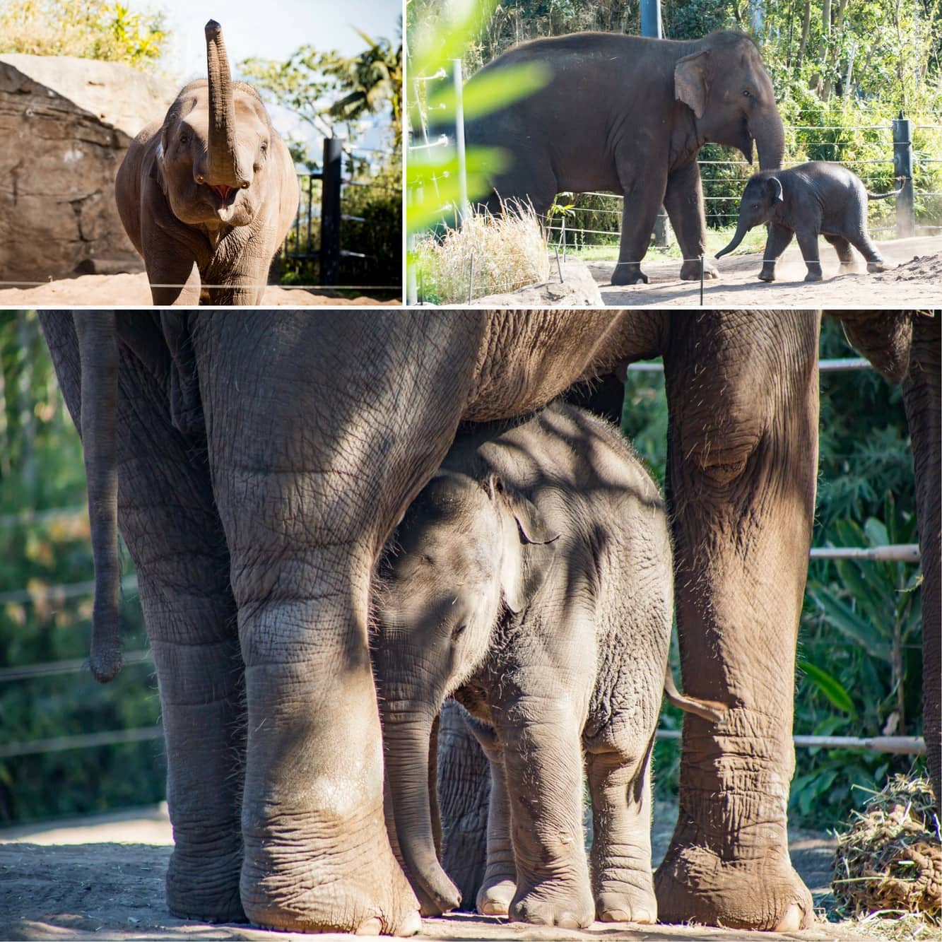 Taronga Zoo, Sydney Australia